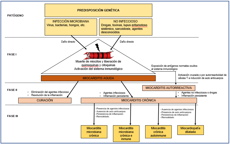 Inmunomodulación en miocarditis: nuevas perspectivas terapéuticas - SAC