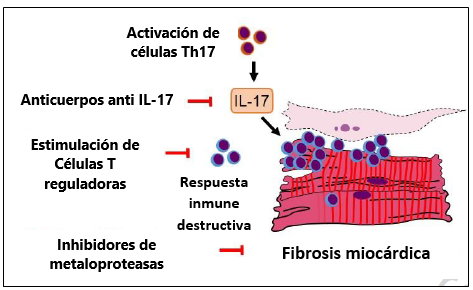 Inmunomodulación en miocarditis: nuevas perspectivas terapéuticas - SAC